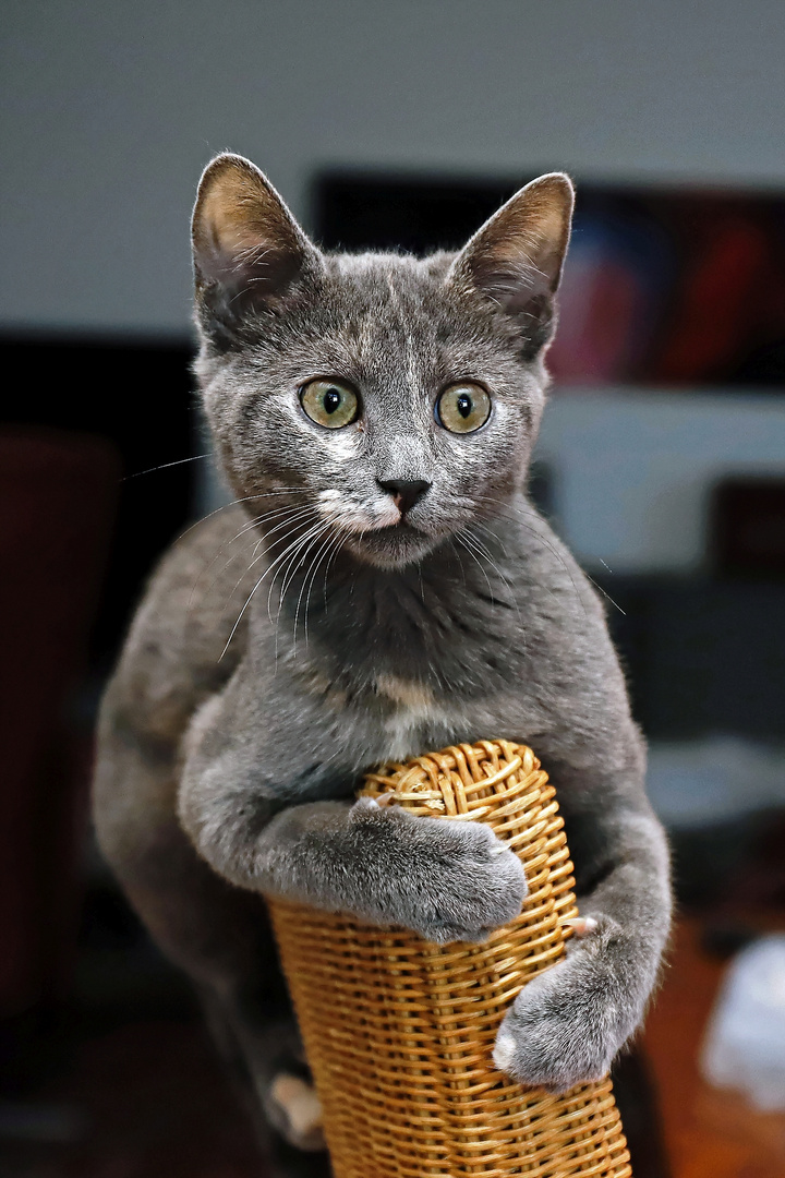 wenn ich groß bin, mach ich das auch! Foto & Bild | tiere, haustiere ...