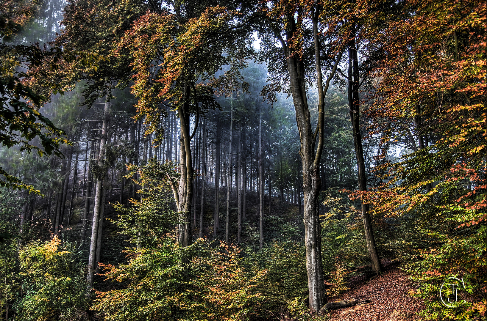Wenn man den Wald trotz lauter Bäume ... Foto & Bild | natur, herbst, jahreszeiten Bilder auf ...