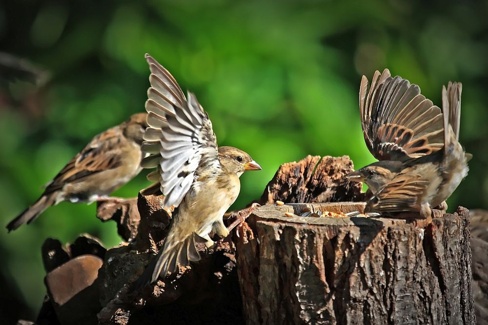 wenn zwei sich streiten freut sich der dritte Foto & Bild | natur ... wenn zwei sich streiten freut sich der dritte Foto & Bild | natur ...