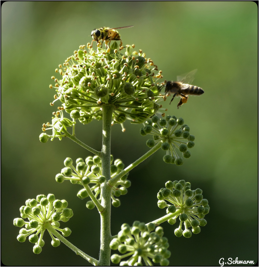 Wenn,der Efeu,blüht! Foto & Bild | dokumentation, natur, landschaft ...