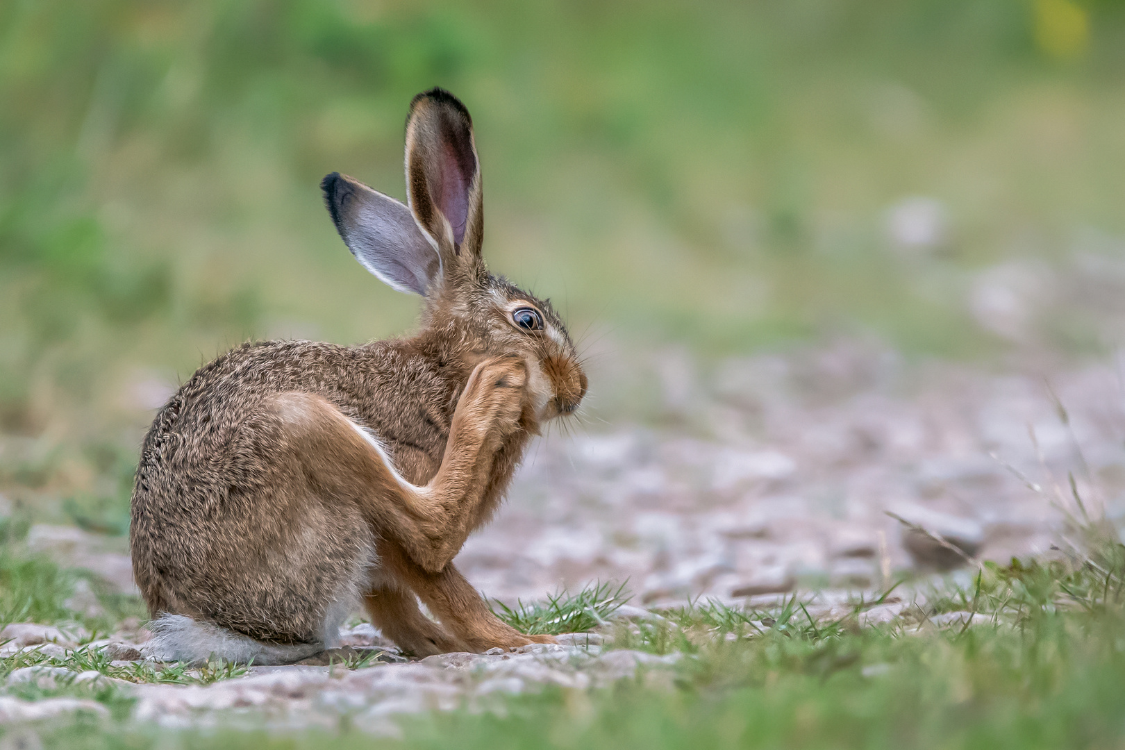 Wenns juckt .... Foto & Bild | tiere, wildlife, säugetiere Bilder auf ...