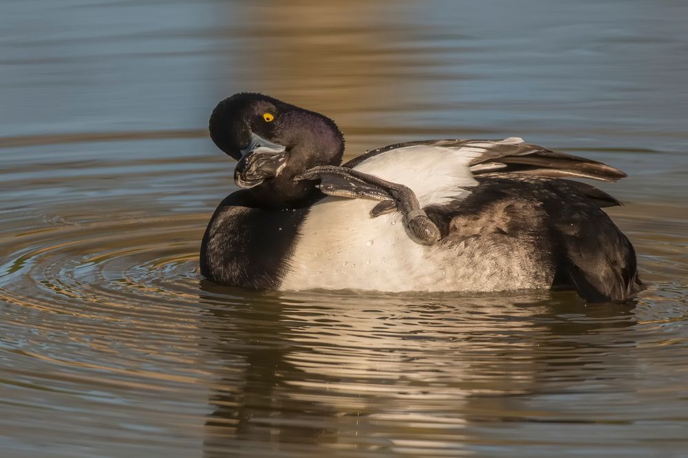 wenn's juckt Foto & Bild | nature, outdoor, natur Bilder auf fotocommunity