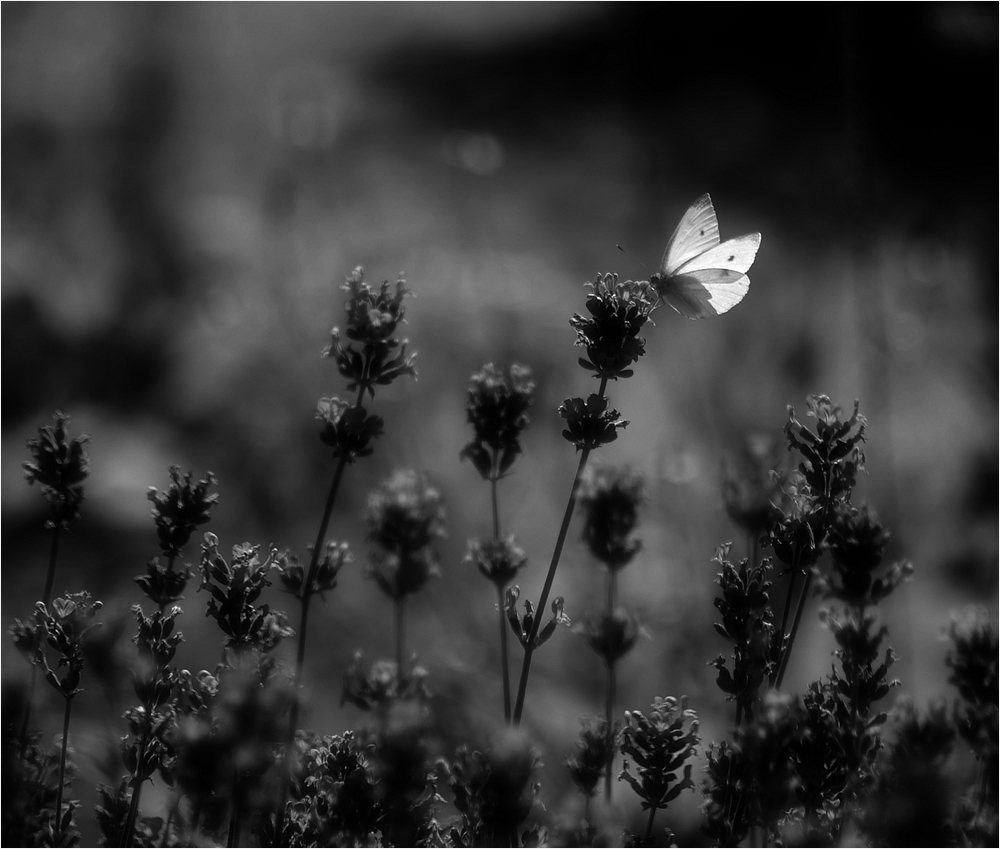 Wer die Freiheit aufgibt.... Foto & Bild | monochrom, bearbeitungs - techniken, digiart Bilder ...