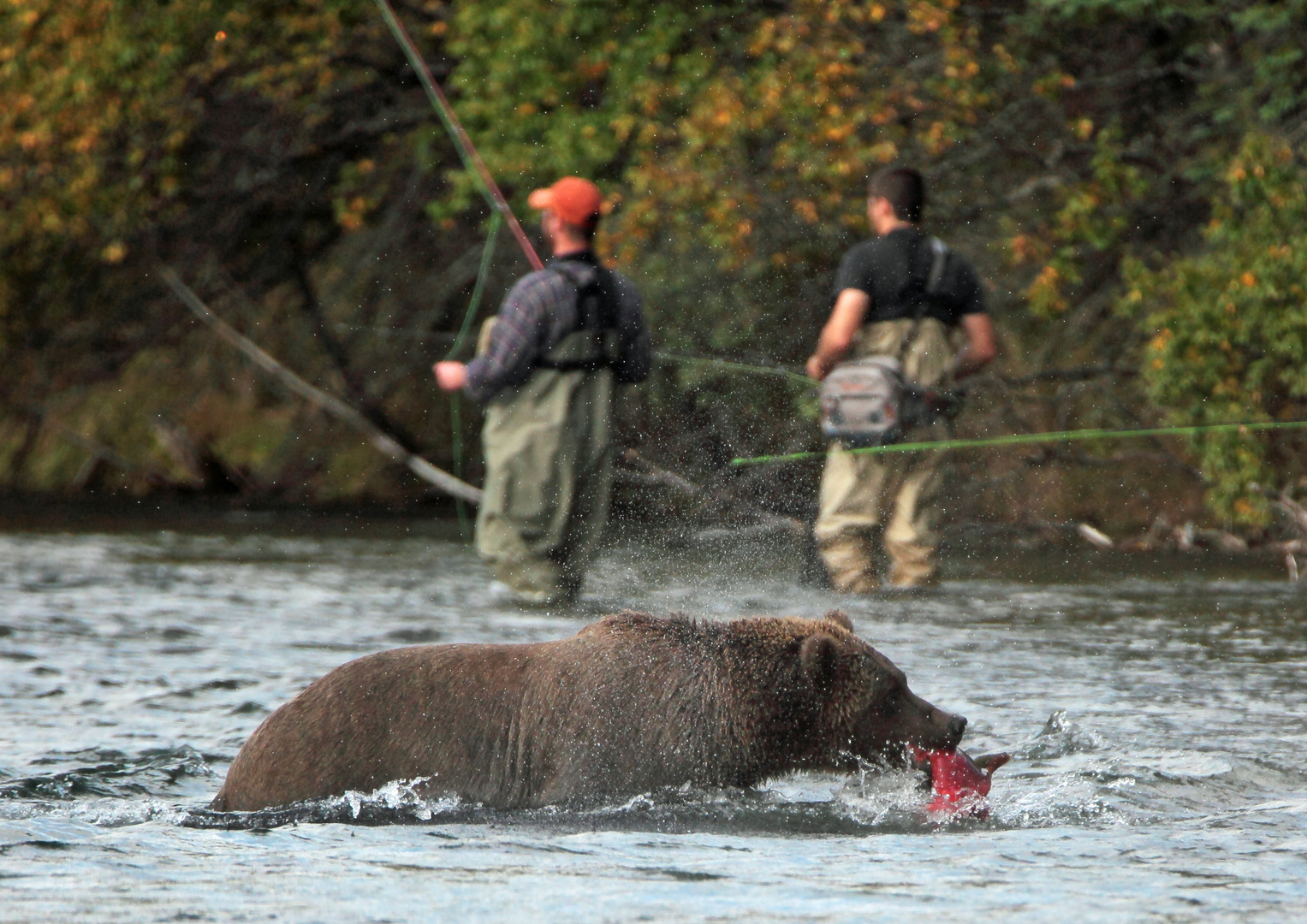 Wer fängt wohl mehr Lachse? Foto & Bild | natur, alaska, tiere Bilder ...