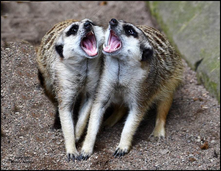 Wer hat Angst ... Foto & Bild | tiere, zoo, wildpark & falknerei ...