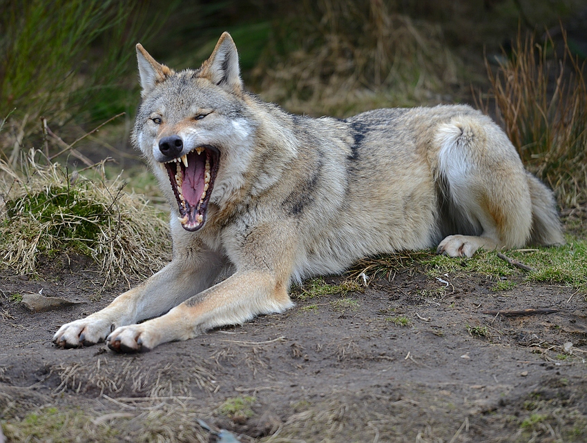 Wer hat Angst Foto & Bild | tiere, zoo, wildpark & falknerei ...