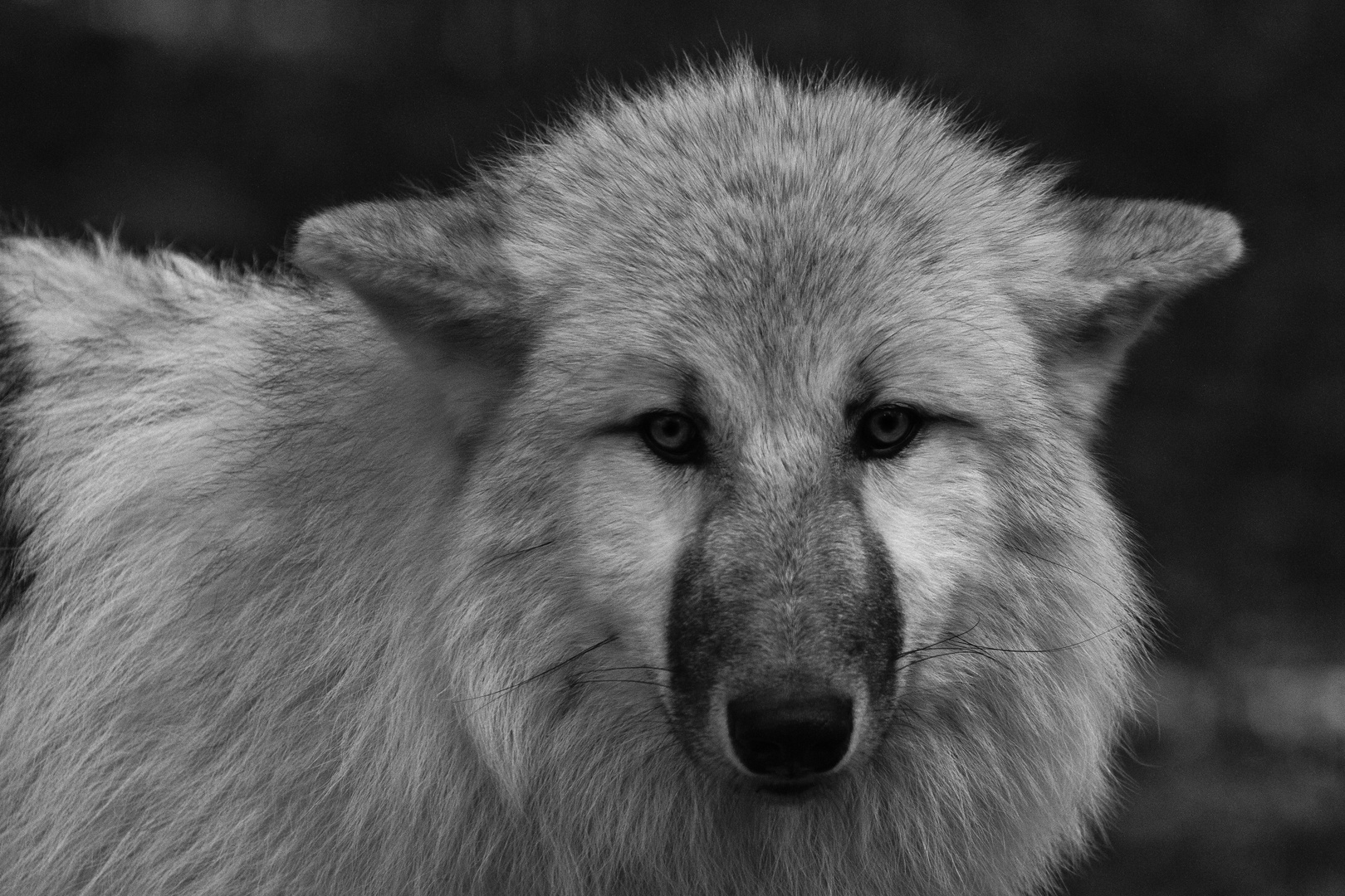 Wer hat Angst vor dem bösen Wolf? Foto & Bild | natur, unterwegs, wolf ...