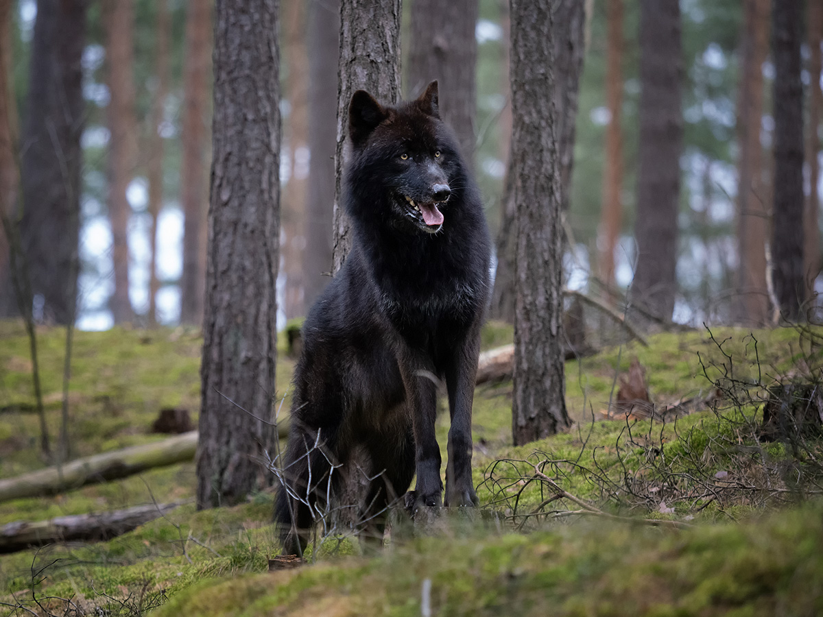 Wer hat Angst vor`m bösen Wolf? Foto & Bild | natur, wolf, tiere Bilder ...