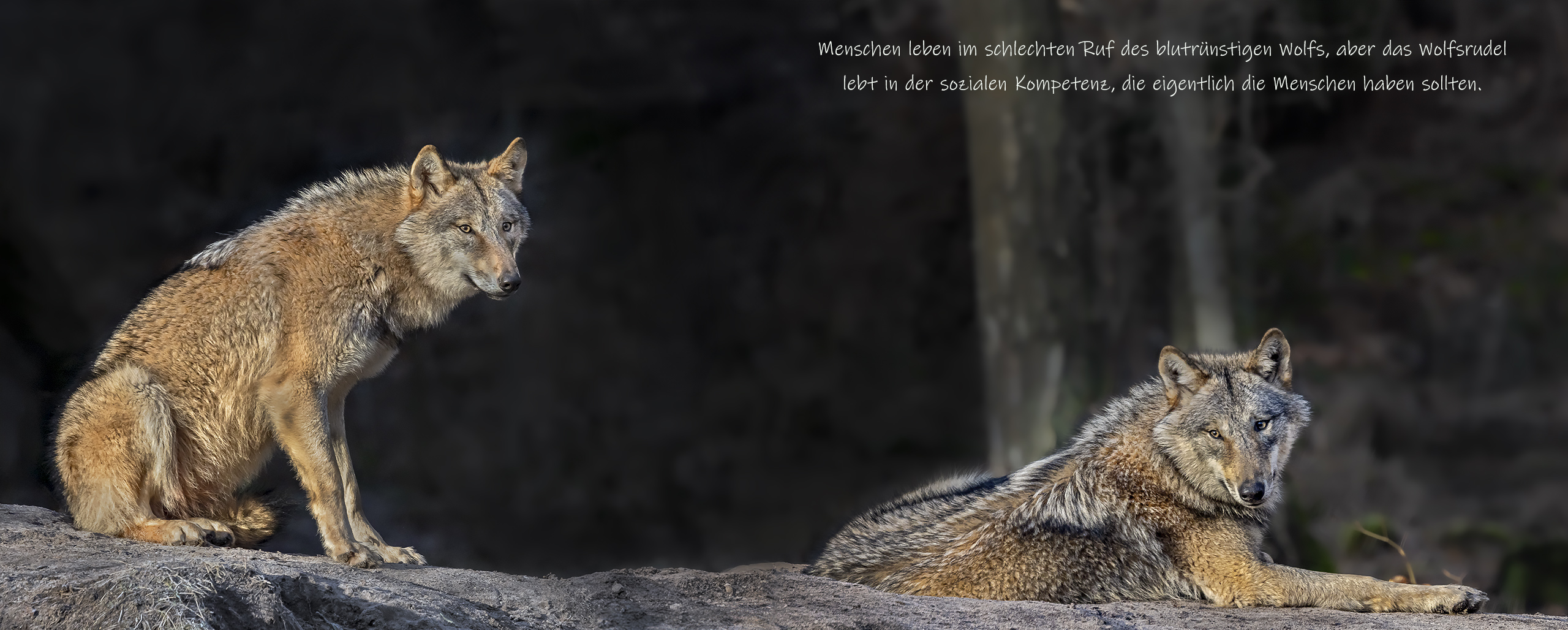 Wer hat Angst vorm bösen Wolf? (3) Foto & Bild | natur, zoo, tiere ...