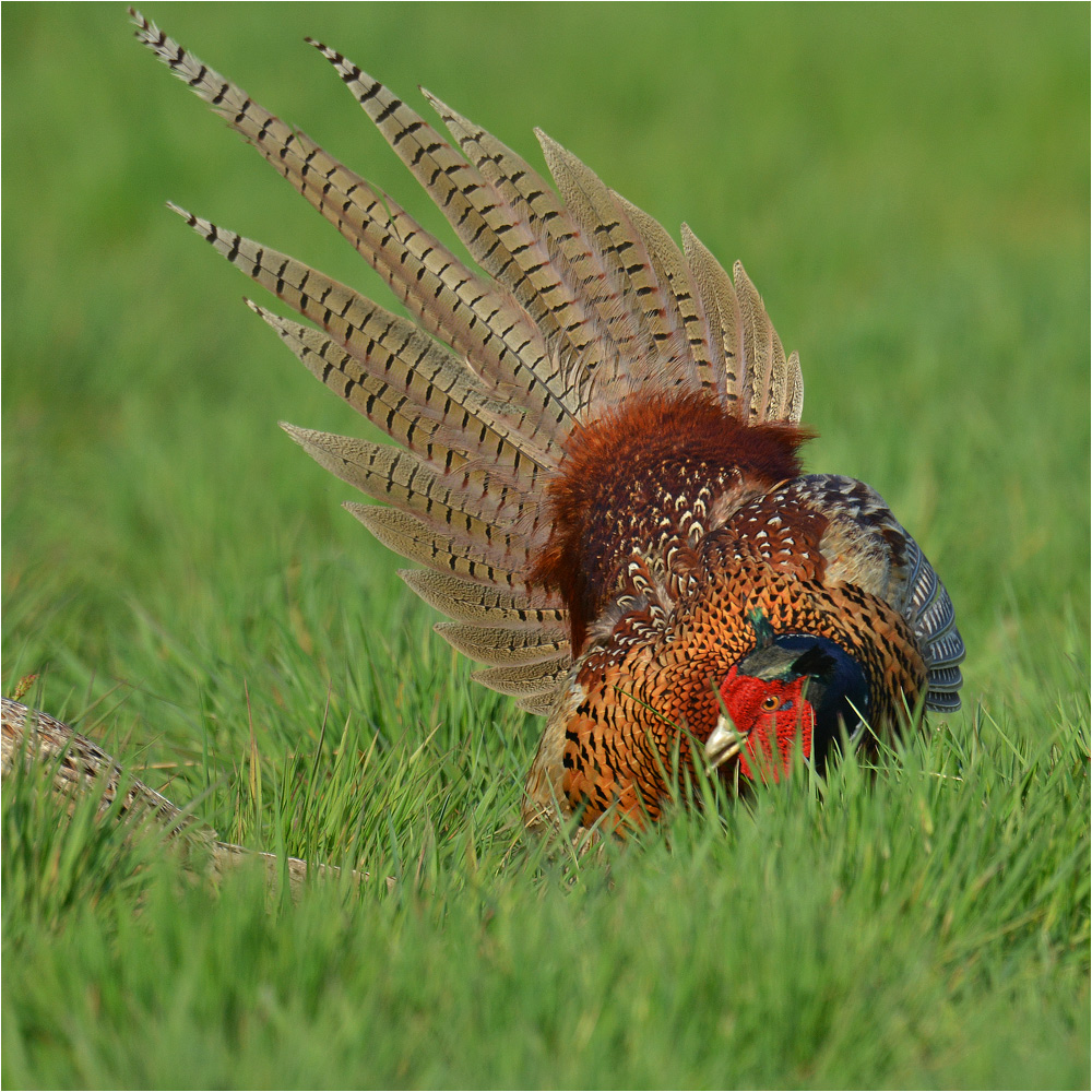 Wer ist der Schönste im ganzen Moor . . . Foto & Bild | tiere, wildlife ...