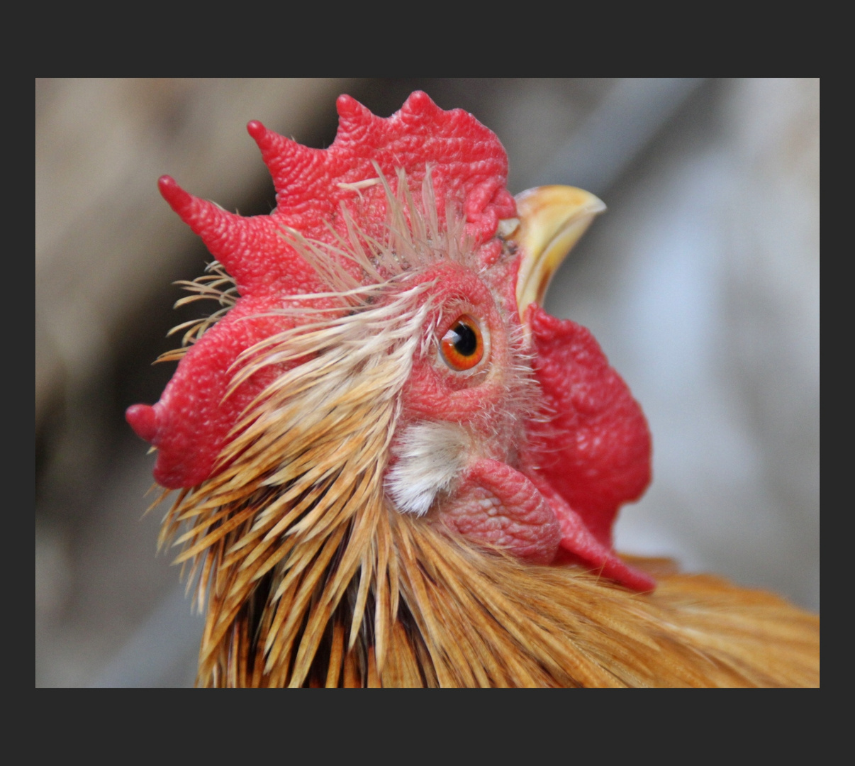 Wer ist hier der Hahn im Korb? Foto & Bild | tiere, haustiere, sonstige ...