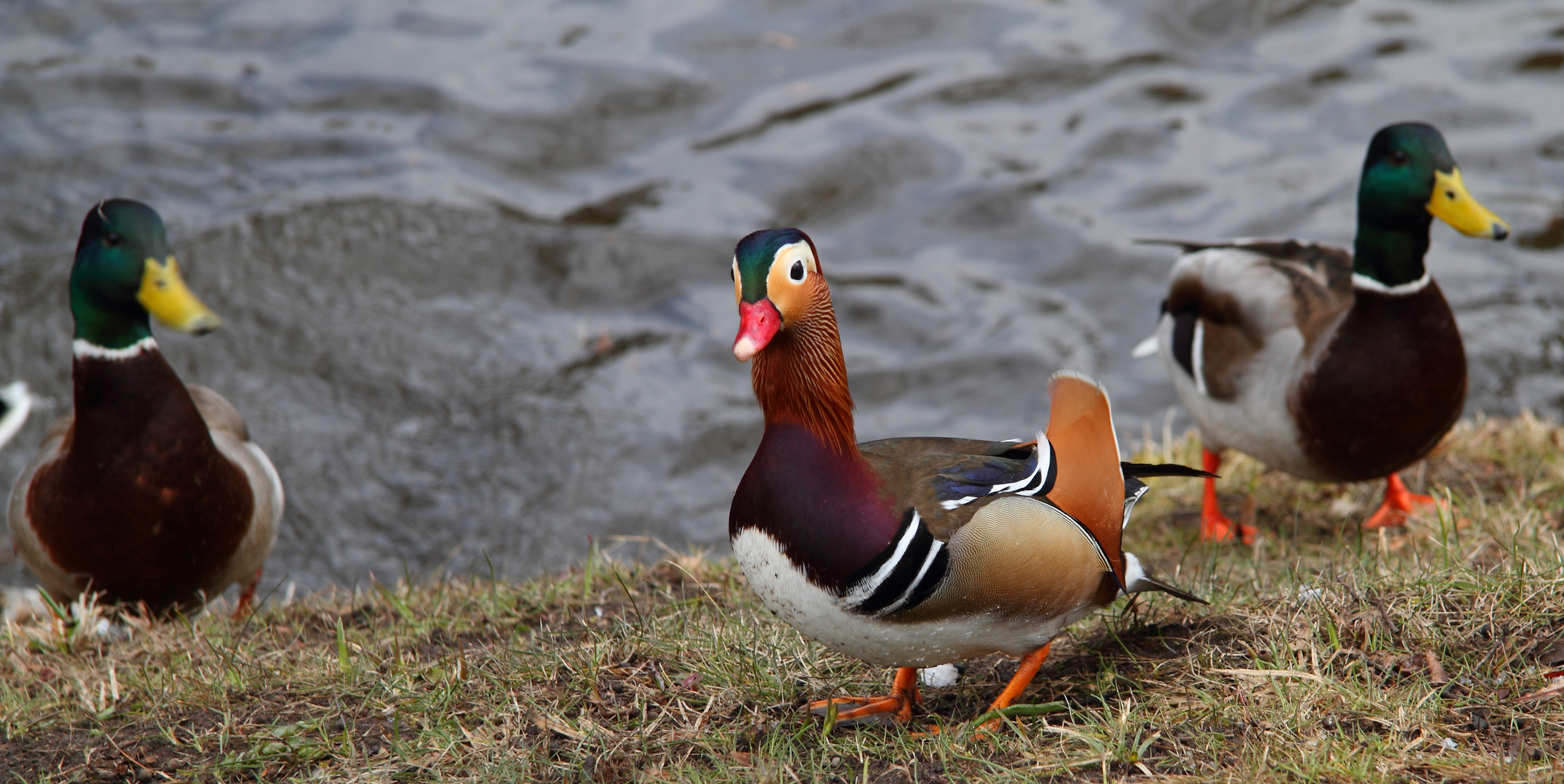 Wer ist hier der schönste Erpel? Foto & Bild | tiere, ente, erpel ...