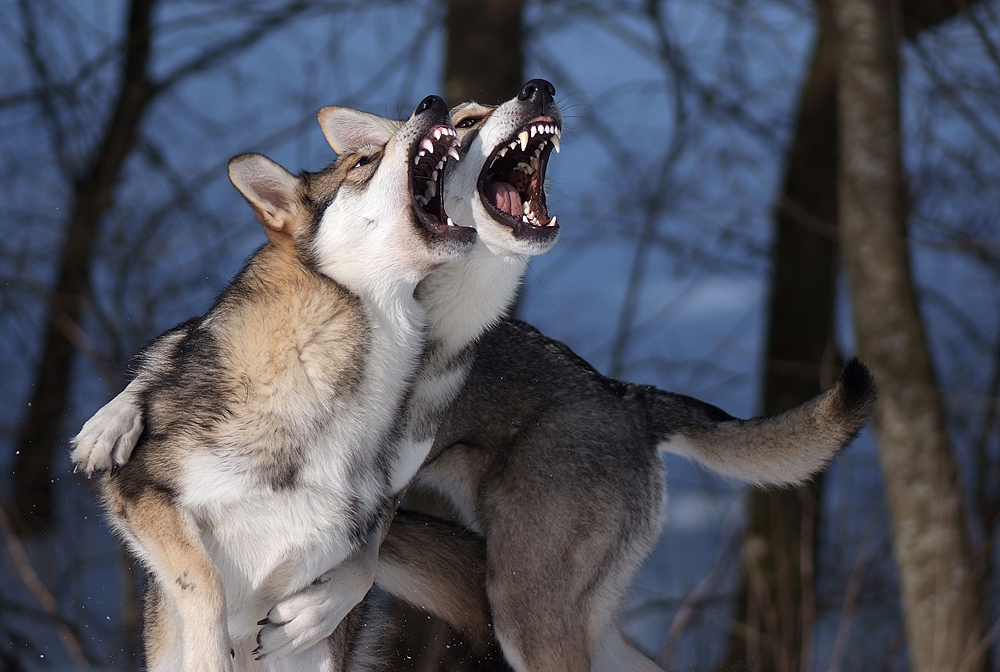 Wer kann das Maul weiter aufreissen? Foto & Bild | tiere, haustiere ...