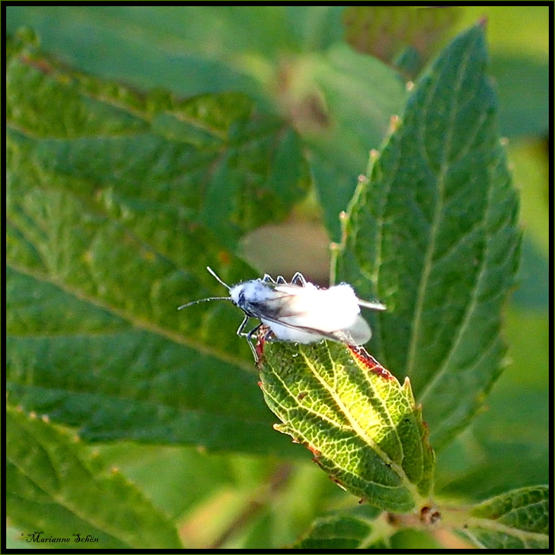 Wer kennt diesen Flummi... Foto & Bild | makro, natur, tiere Bilder auf ...
