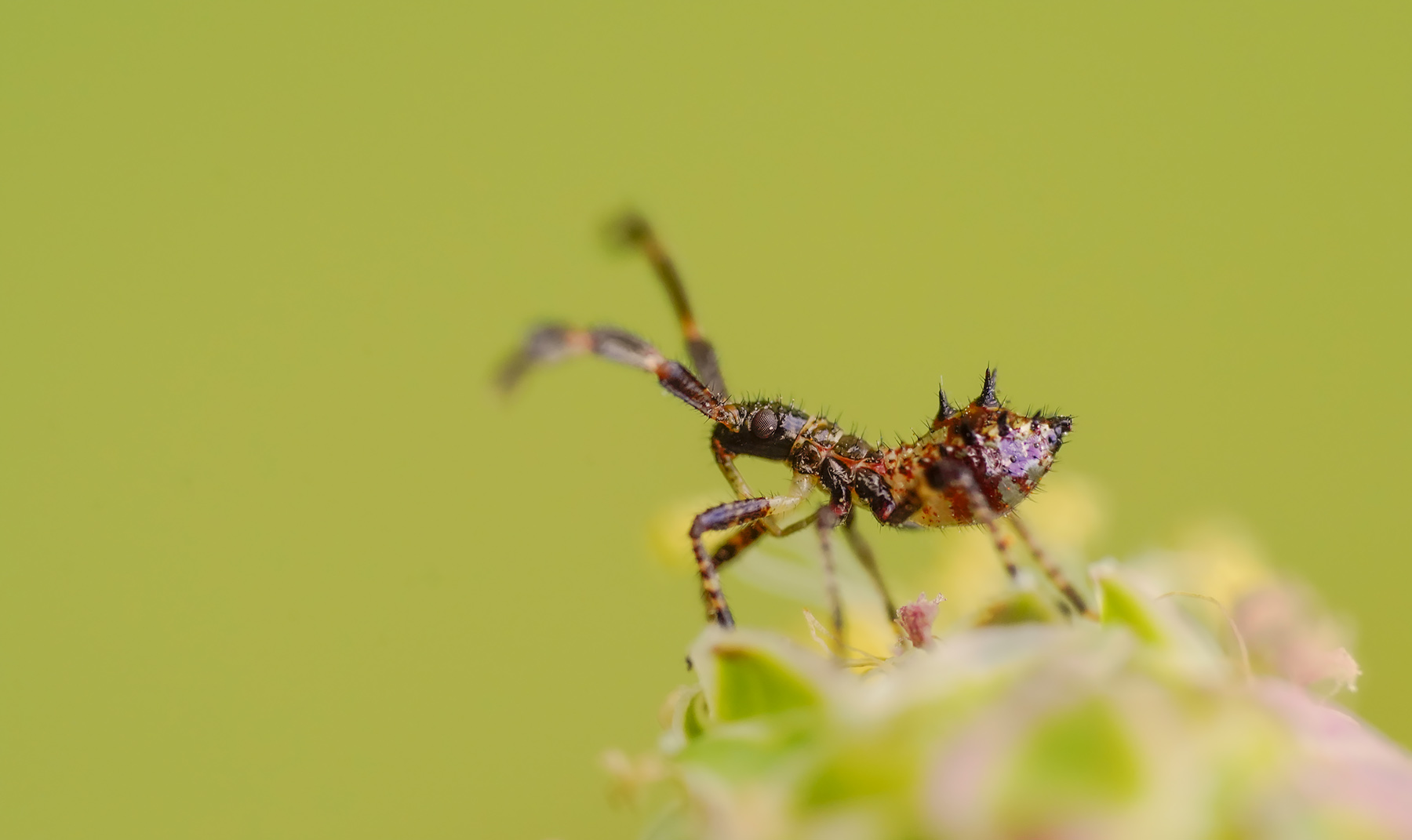 wer kennt dieses insekt ... ??? Foto & Bild | tiere, wildlife, insekten ...