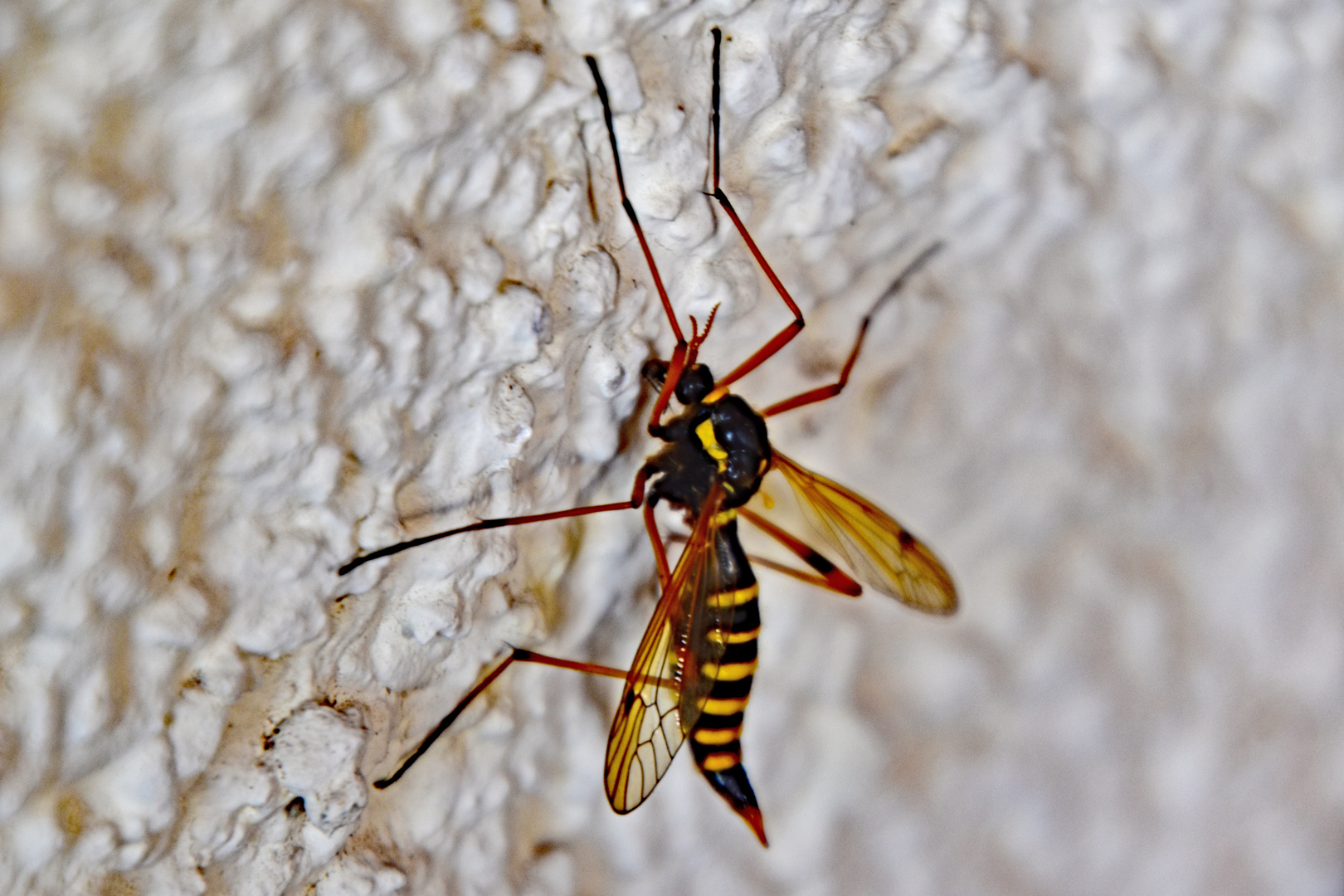 Wer kennt dieses Insekt? Foto & Bild | natur Bilder auf fotocommunity