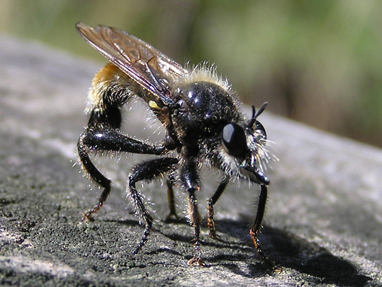 Wer kennt dieses Insekt? Foto & Bild | tiere, wildlife, insekten Bilder ...