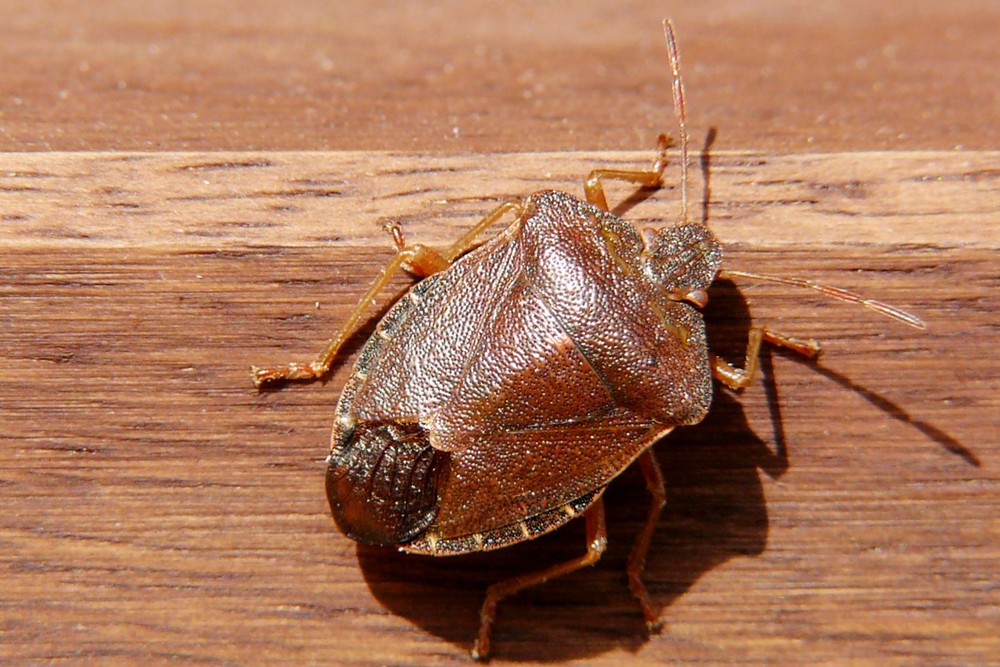 Wer kennt dieses Viech? Foto & Bild | tiere, wildlife, insekten Bilder ...