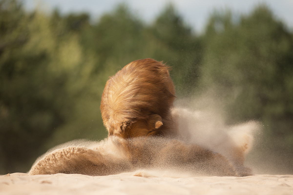 wer steckt denn da den Kopf in den Sand! Foto & Bild | tiere, haustiere ...