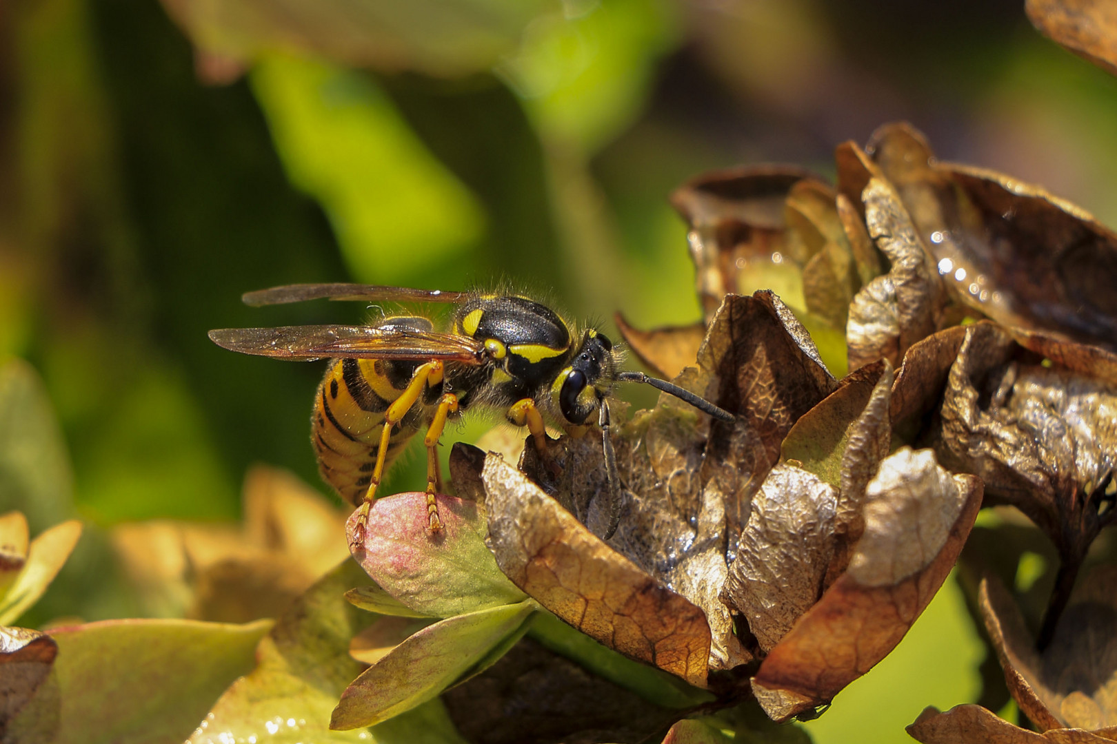 Wer suchet, der findet. Foto & Bild | natur, insekten, tiere Bilder auf ...