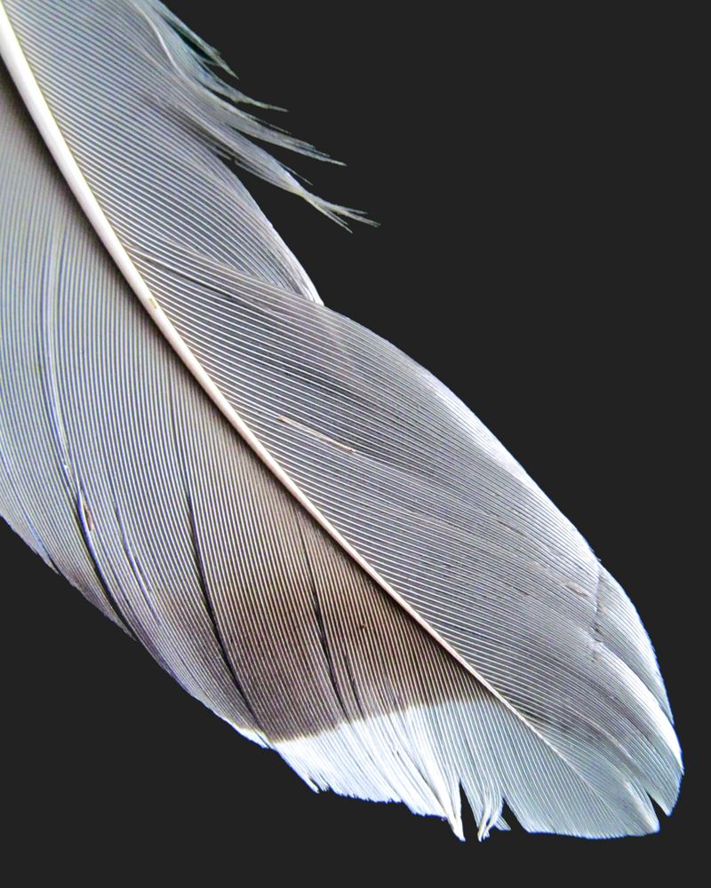 wer weiss von wem die Feder ist ? Foto & Bild | outdoor, natur, feder ...