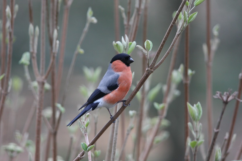 Wer wird denn gleich Rot werden Foto & Bild | tiere, wildlife, wild ...