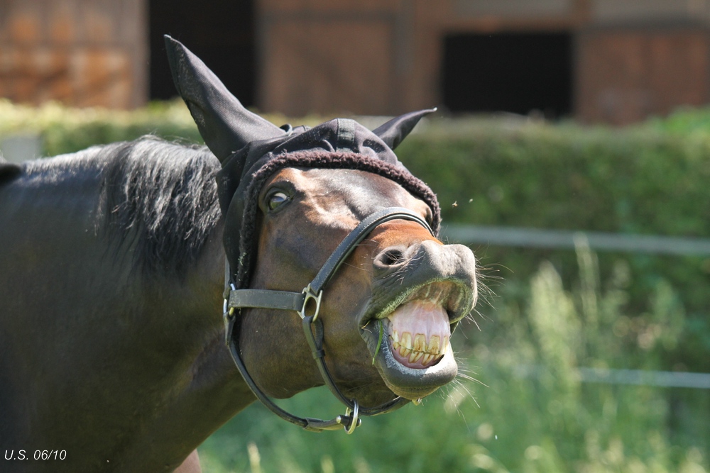 Wer zu letzt lacht ... Foto & Bild | tiere, haustiere, pferde, esel ...