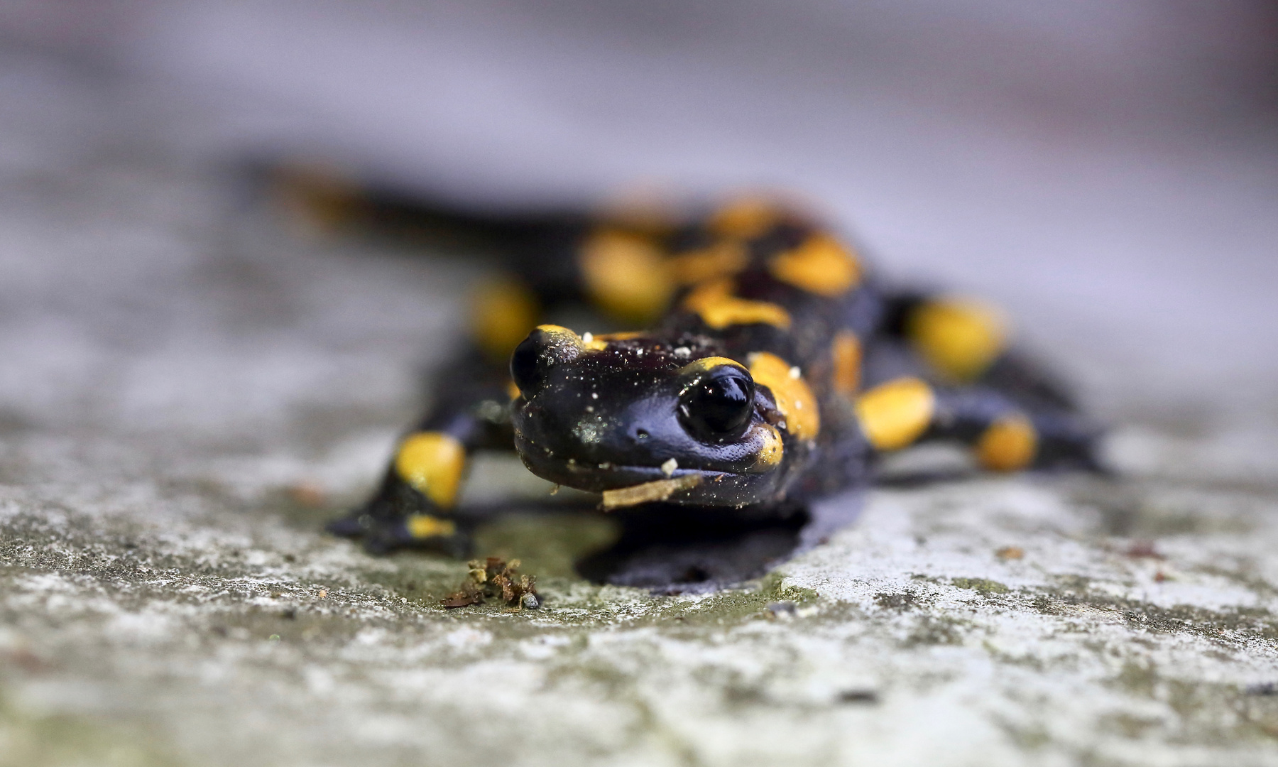 Werbestar Lurchi auf Schuhsuche Foto & Bild | outdoor, schuhe, makro ...