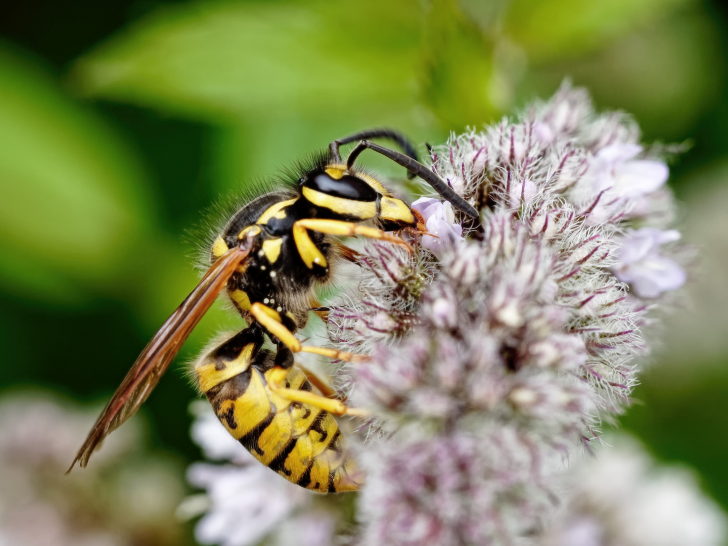 Wespe Foto & Bild | tiere, wildlife, insekten Bilder auf fotocommunity