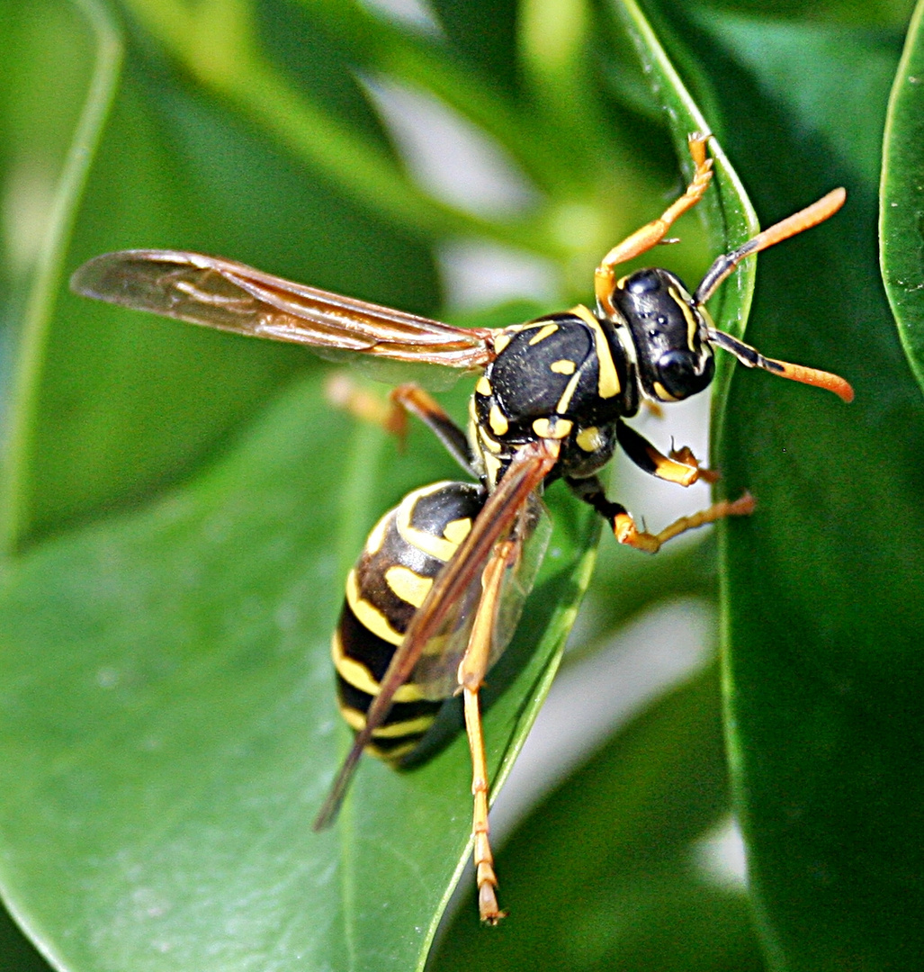 Wespe-1 Foto & Bild | tiere, macros, natur Bilder auf fotocommunity