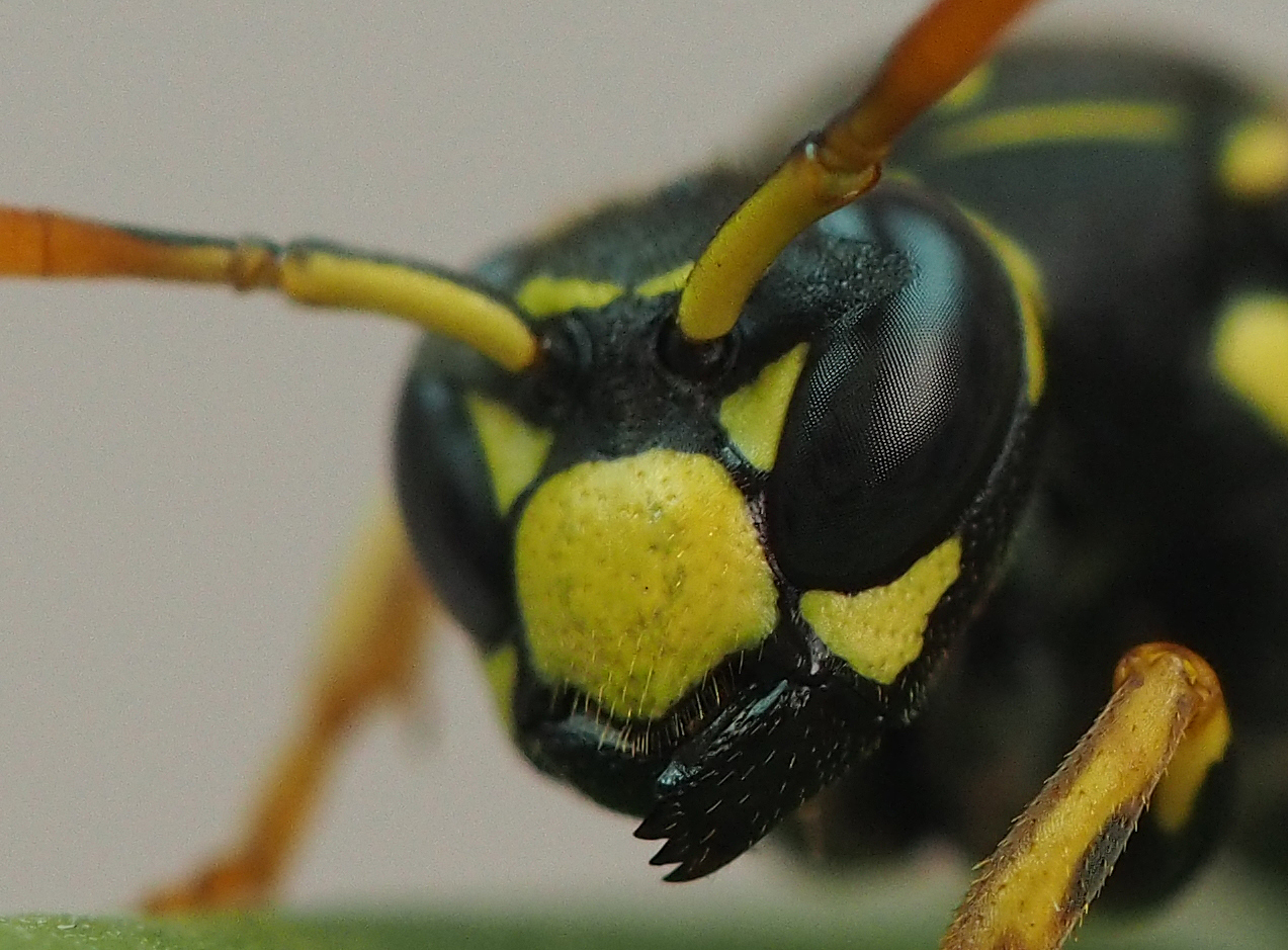 Wespe Foto & Bild | tiere, wildlife, insekten Bilder auf fotocommunity
