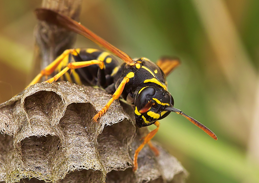 Wespe Foto & Bild | tiere, wildlife, insekten Bilder auf fotocommunity