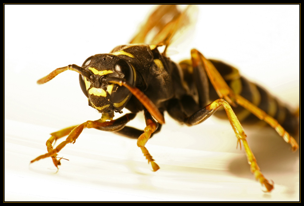 Wespe Foto & Bild | tiere, wildlife, insekten Bilder auf fotocommunity