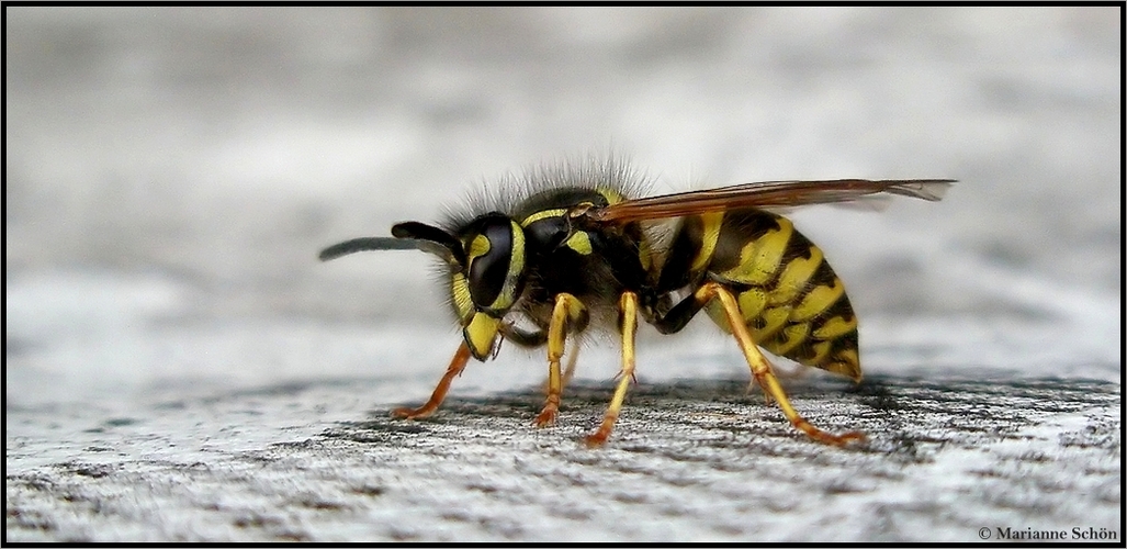 Wespe... Foto & Bild | tiere, wildlife, insekten Bilder auf fotocommunity