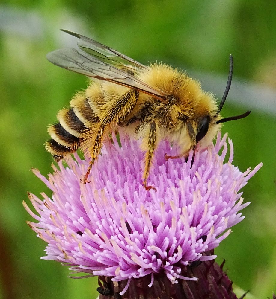 Wespe ! Foto & Bild | fotos, makro, natur Bilder auf fotocommunity
