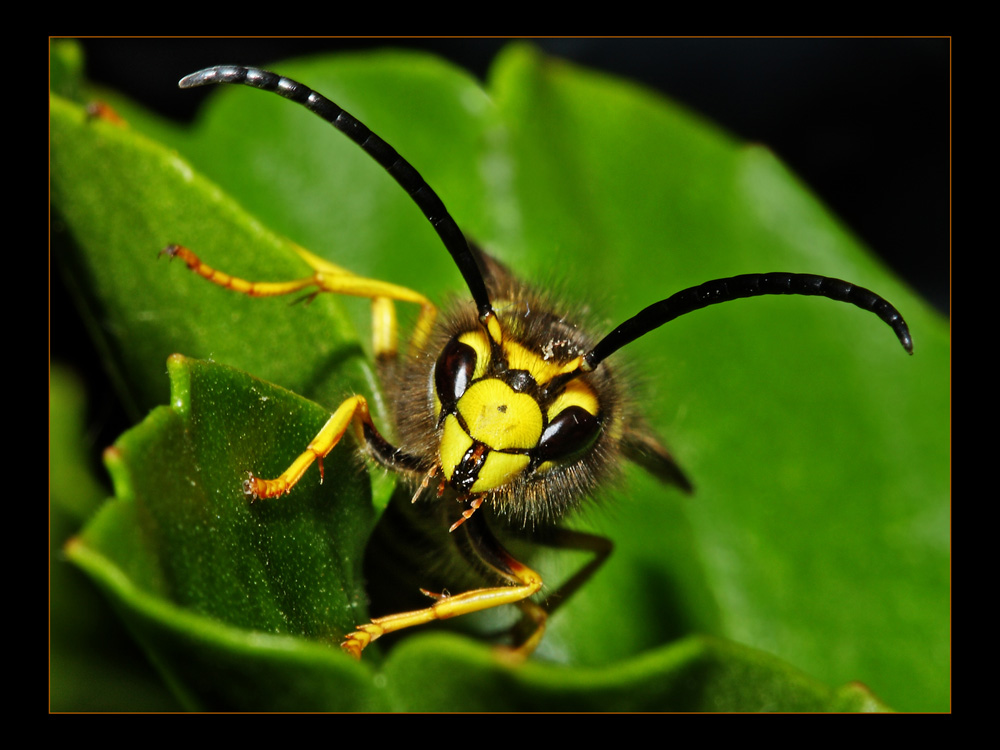 Wespe Foto & Bild | natur, deaktivierte fotos Bilder auf fotocommunity
