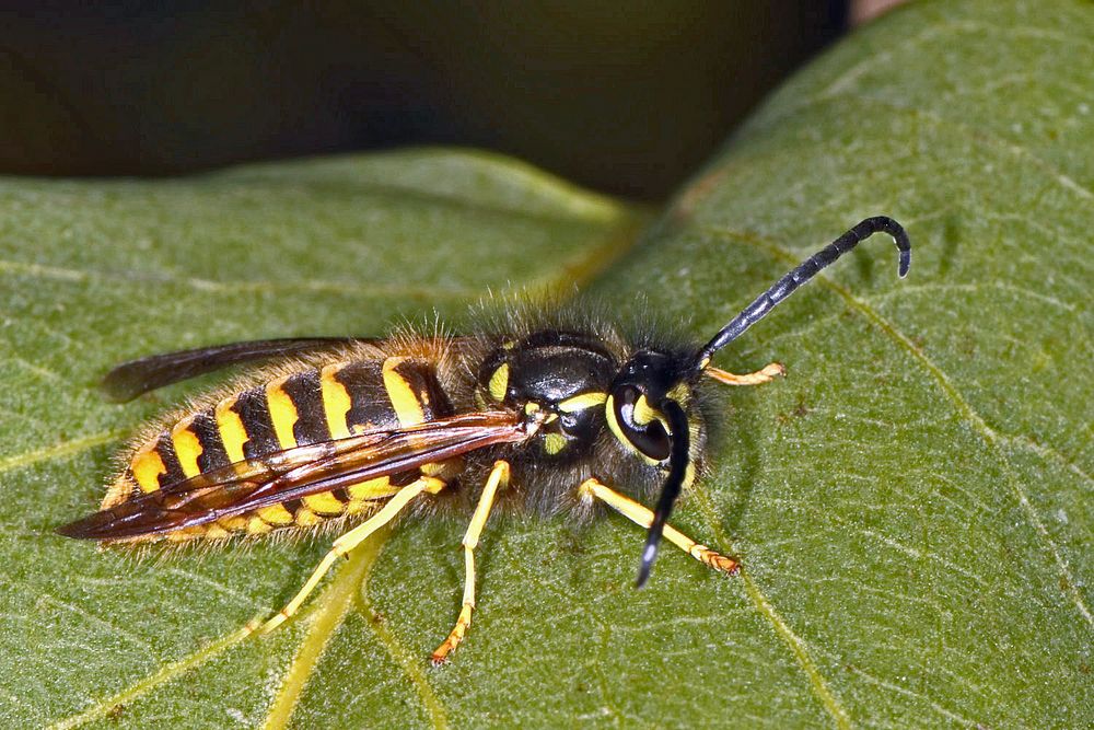 Wespe Foto & Bild | fotos, makro, natur Bilder auf fotocommunity