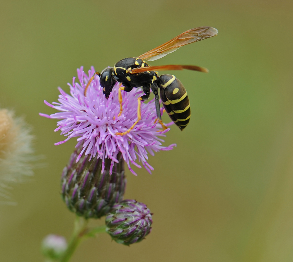Wespe Foto & Bild | tiere, wildlife, insekten Bilder auf fotocommunity