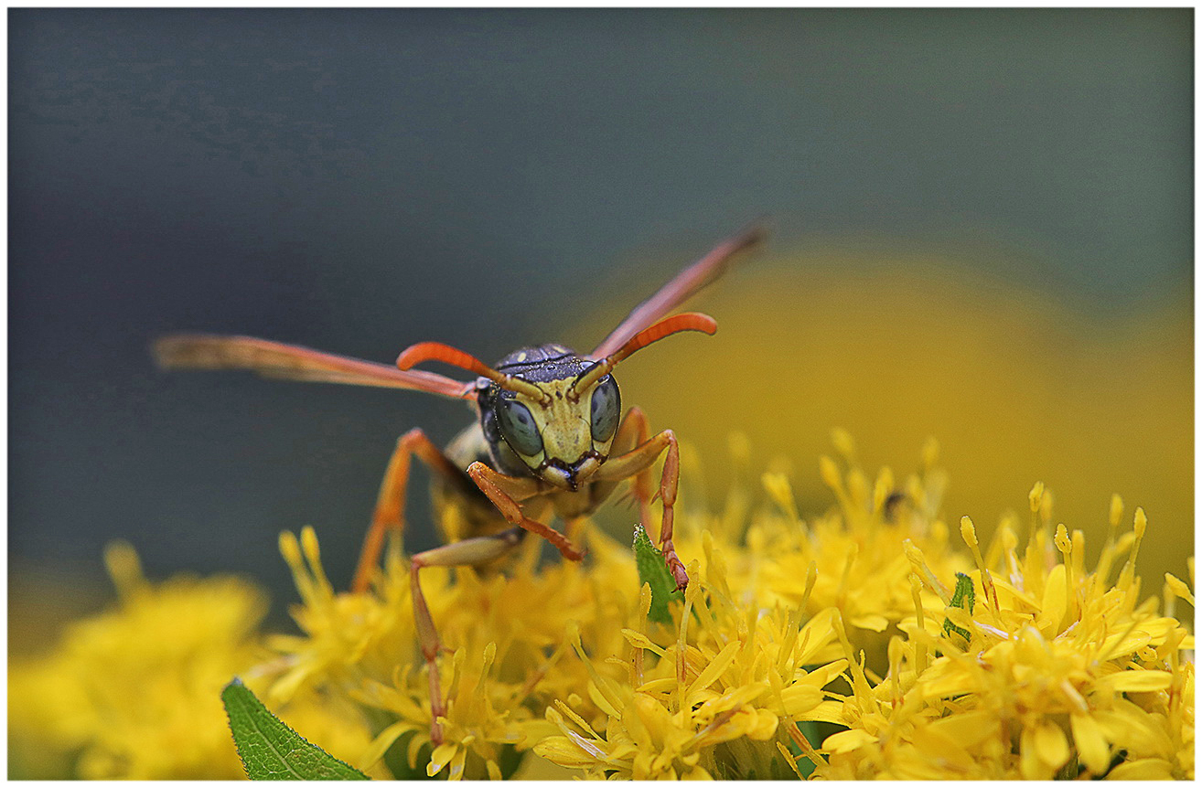 Wespe Foto & Bild | jahreszeiten, tiere , rot Bilder auf fotocommunity