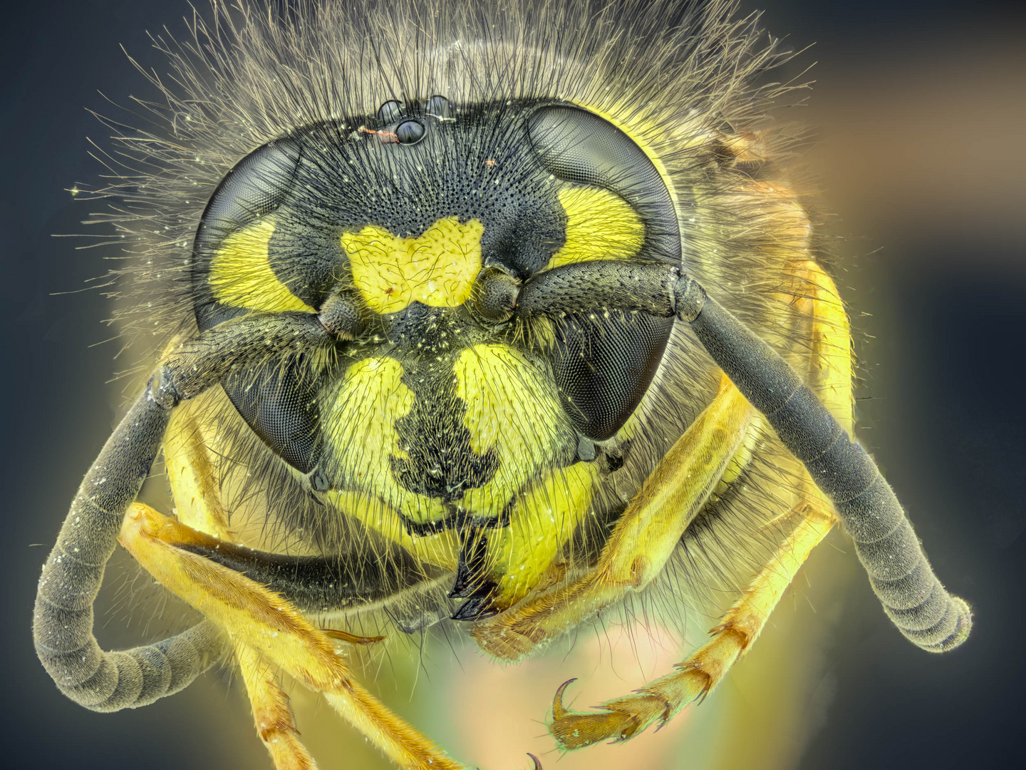Wespe Foto & Bild | natur, insekten, tiere Bilder auf fotocommunity