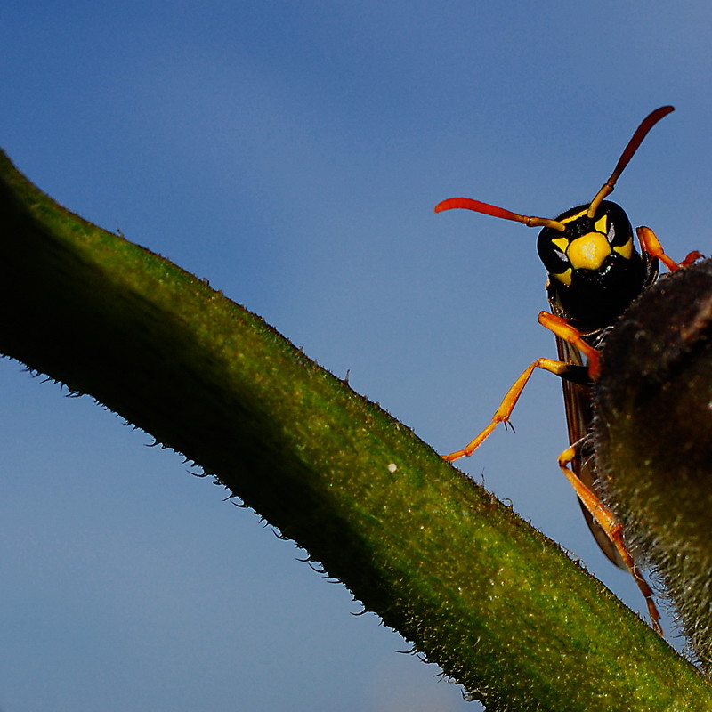Wespe Foto & Bild | tiere, wildlife, insekten Bilder auf fotocommunity