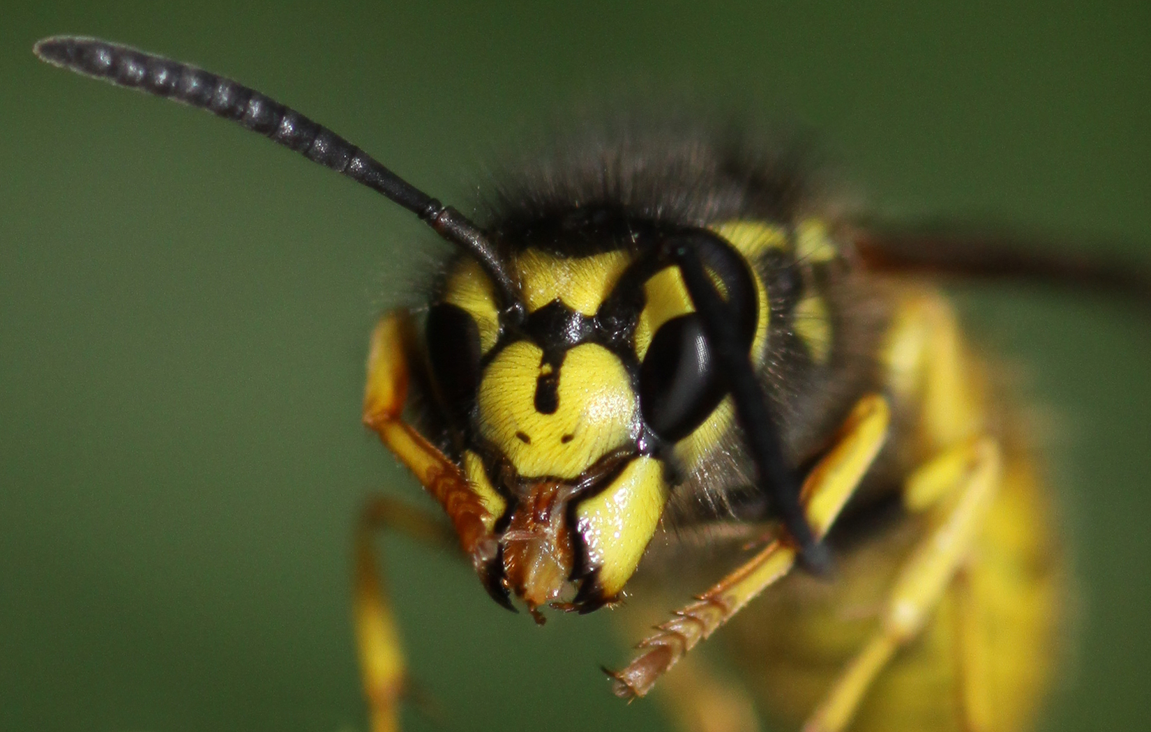 Wespe Foto & Bild | tiere, wildlife, insekten Bilder auf fotocommunity