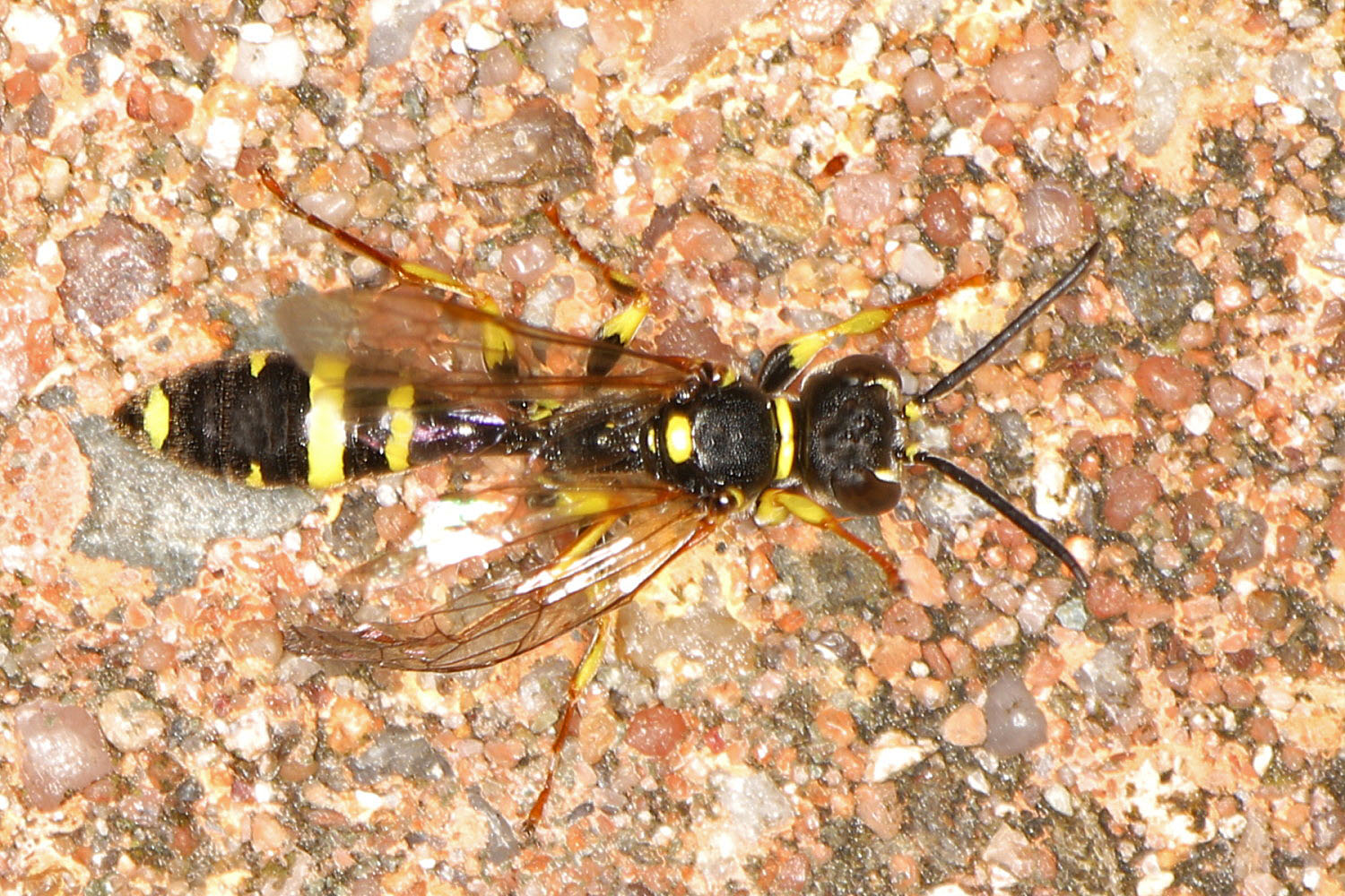 Wespe Foto & Bild | fotos, makro, natur Bilder auf fotocommunity