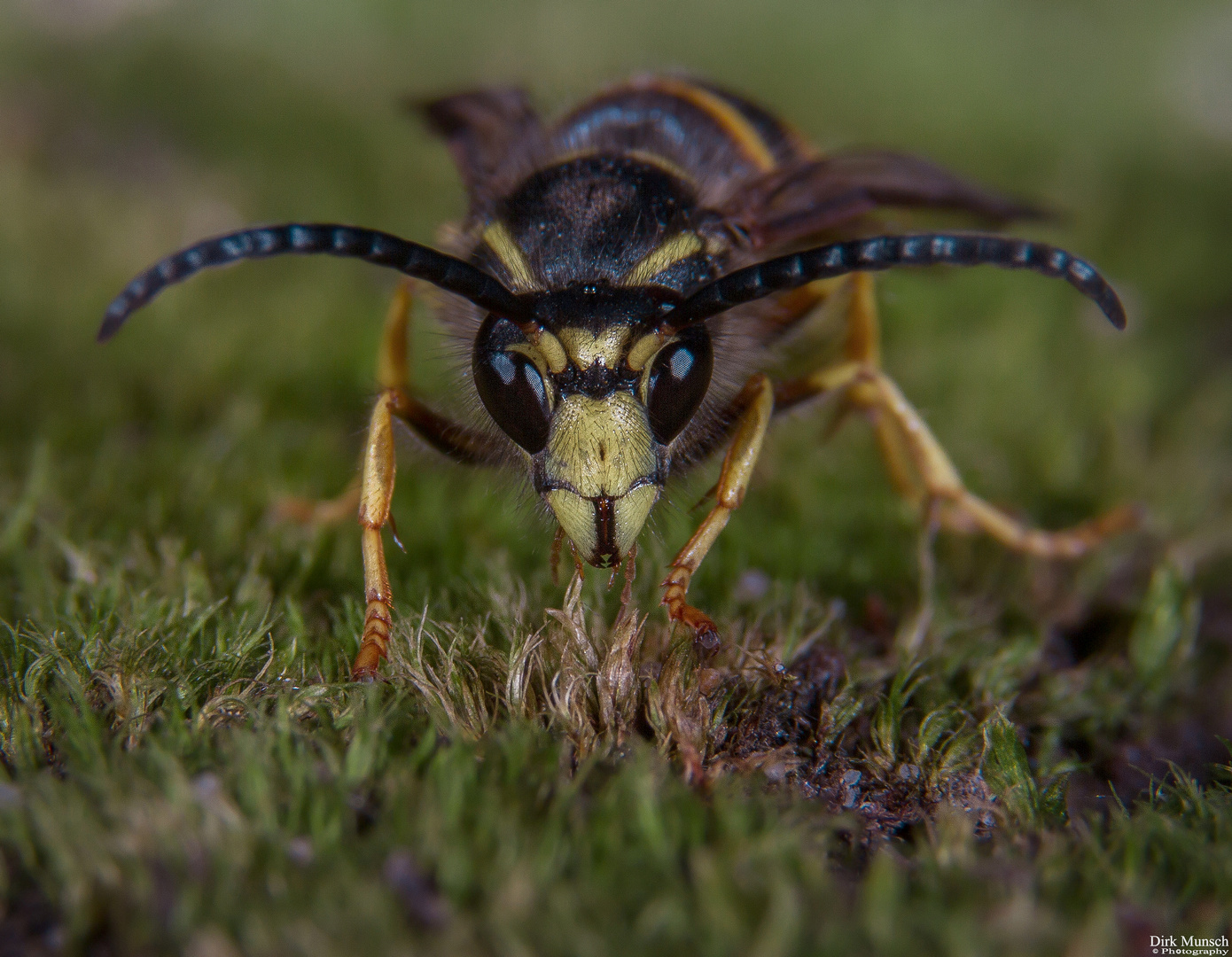 Wespe Foto & Bild | tiere, wildlife, insekten Bilder auf fotocommunity