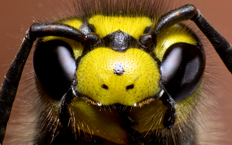 Wespe Foto & Bild | nah- & makro, techniken, aufnahme-techniken Bilder ...