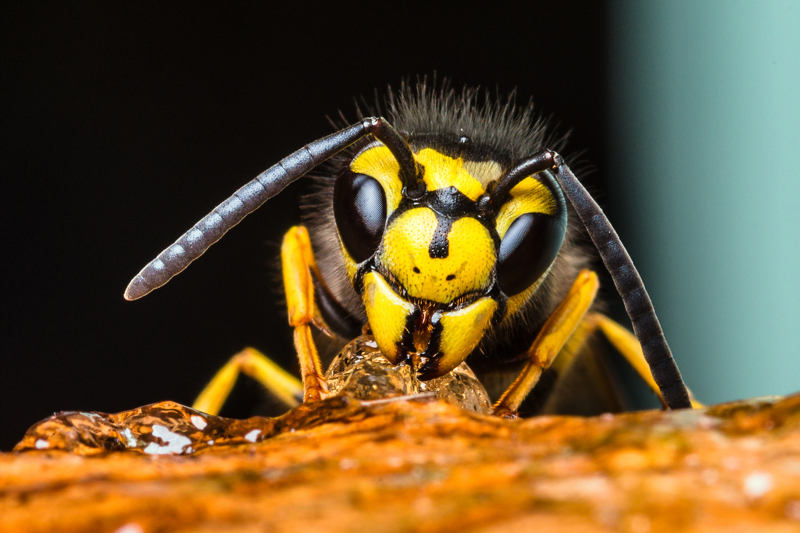 Wespe auf Gelee Foto & Bild | tiere, wildlife, insekten Bilder auf ...