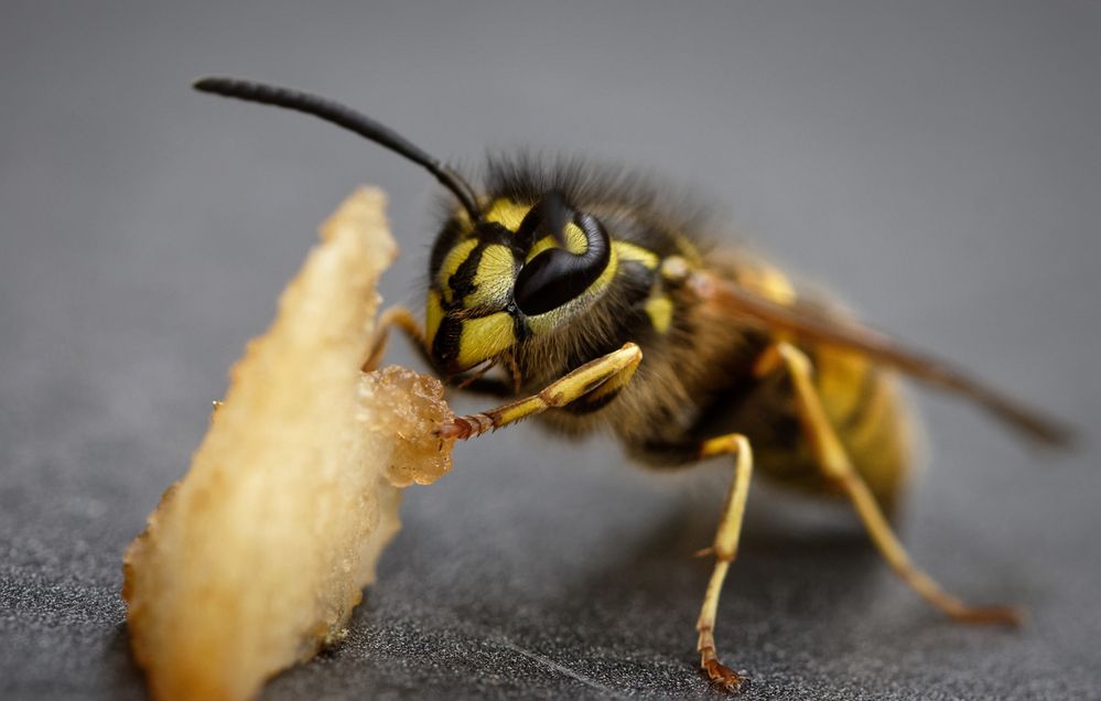 Wespe beim Frühstück Foto & Bild | tiere, wildlife, insekten Bilder auf ...