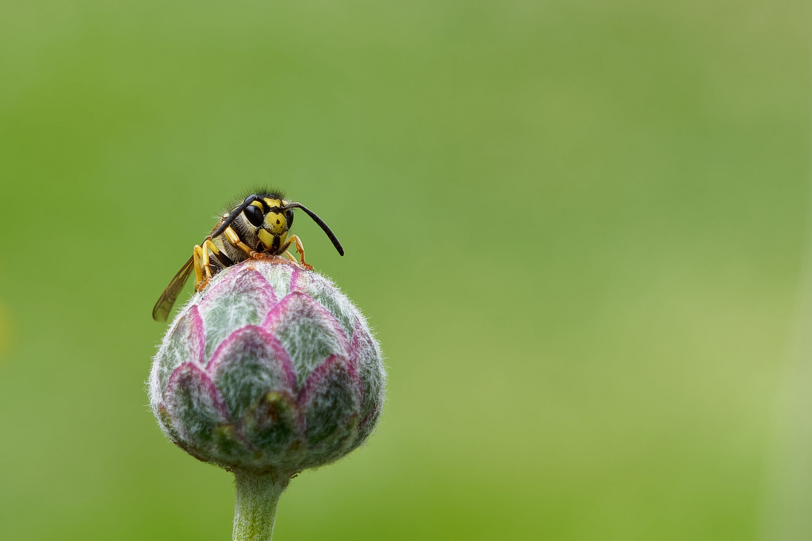 Wespe Foto & Bild | natur, tier, insekt Bilder auf fotocommunity