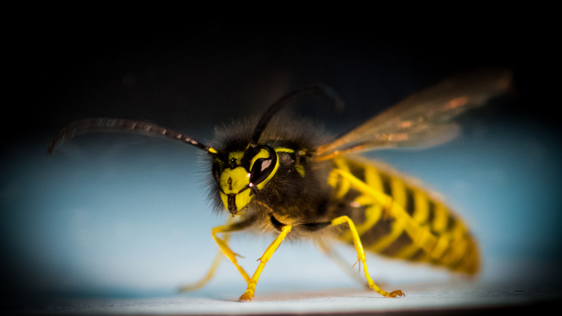 Wespe Foto & Bild | natur-makros, natur-kreativ, aufnahmetechniken ...