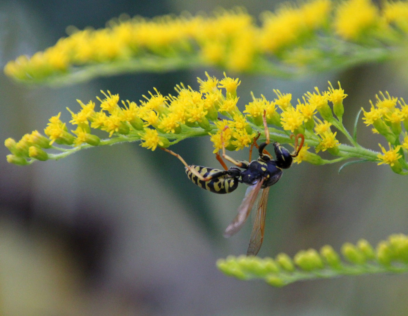Wespe ... Foto & Bild | sommer, outdoor, natur Bilder auf fotocommunity